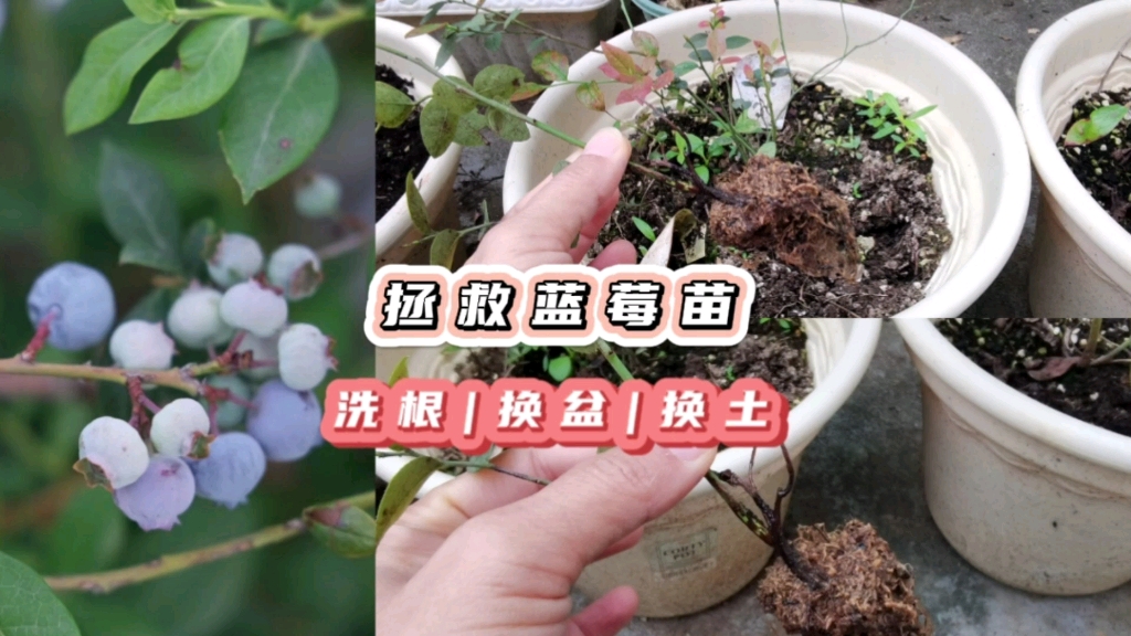 拯救蓝莓苗三大法,洗根换盆换土全用上了