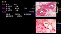 血管的結構與功能 (Low)
