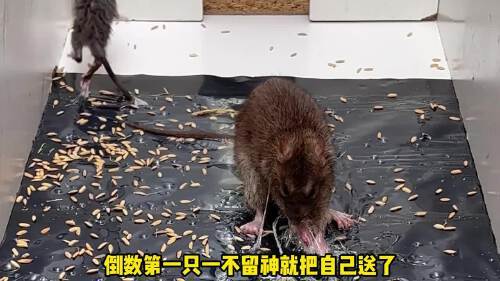倒数第一只一不留神就把自己送了!