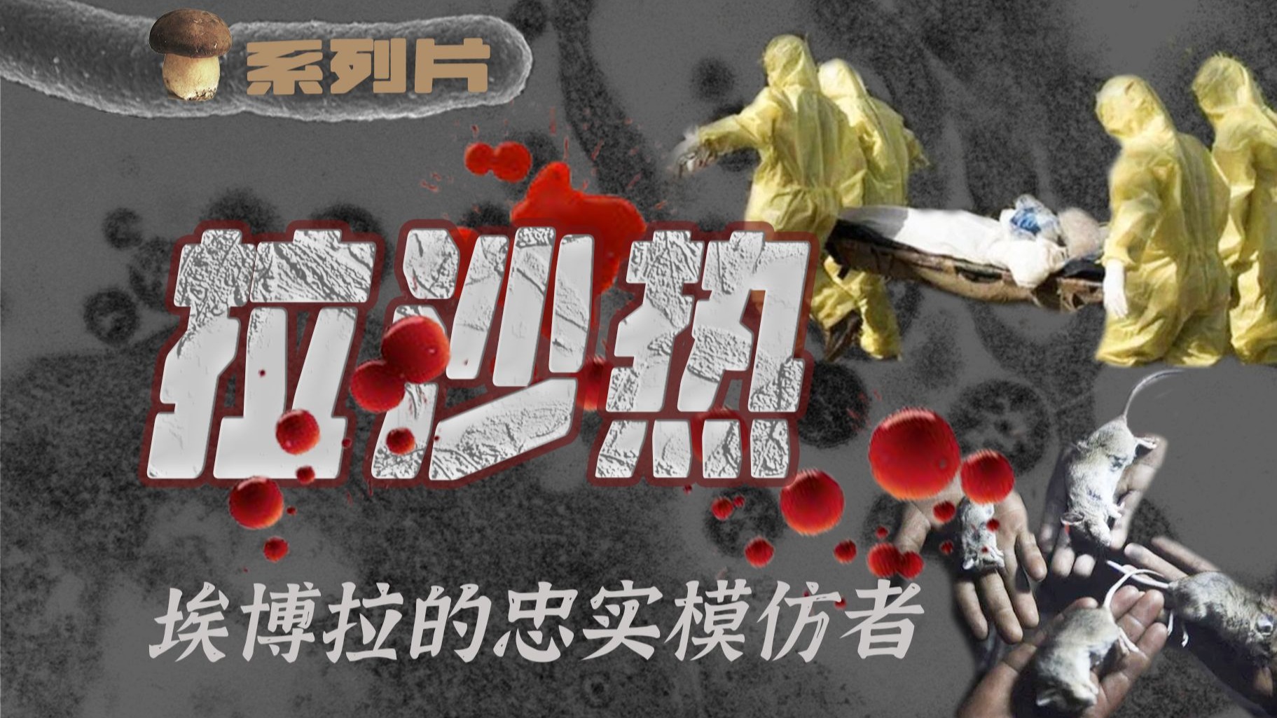 【传染病系列21】血疫拉沙热: 让肝脏融化的4级病毒 西非老鼠的绝命...