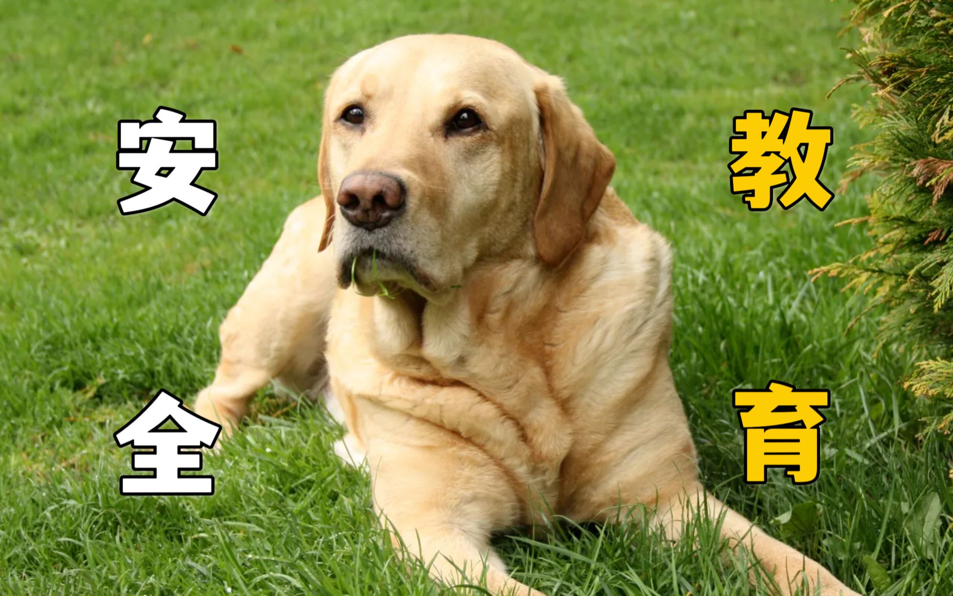 最近全网拉布拉多,都在被进行安全教育!