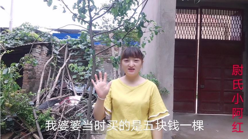 农村婆婆6年前买了棵梨树,今年终于开花结果了,看第一年结多少