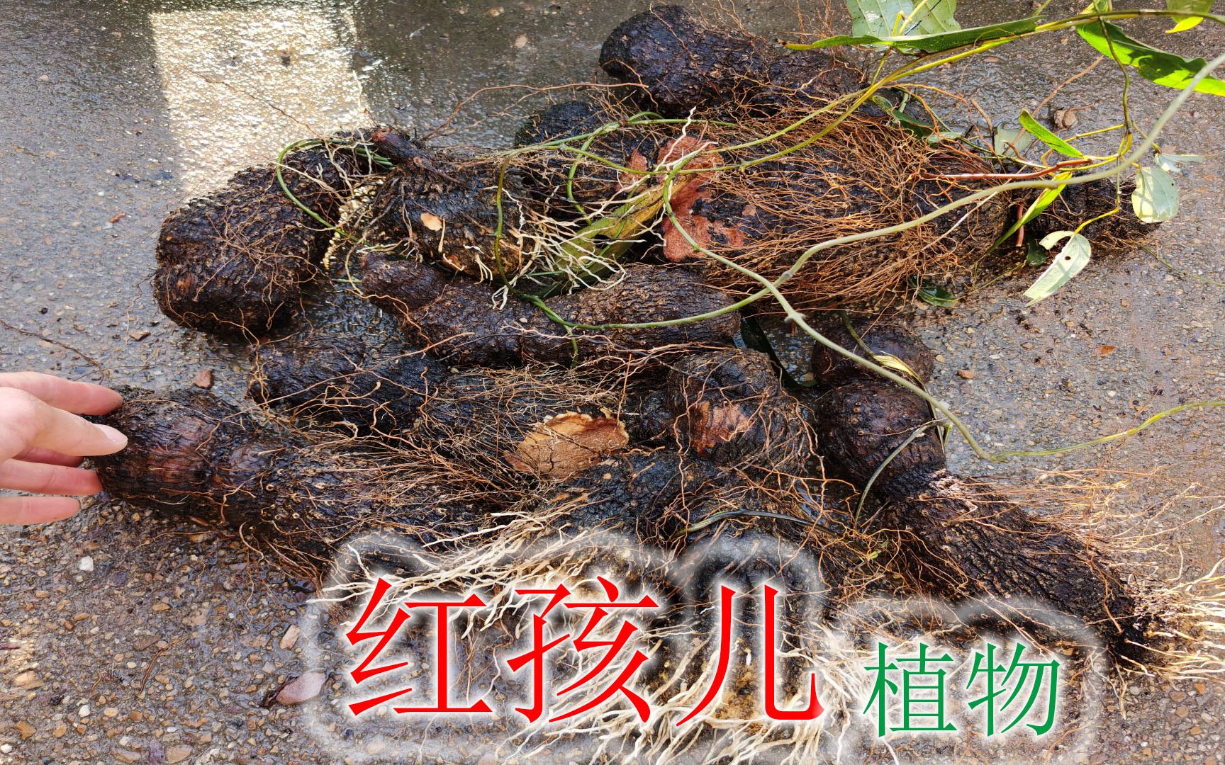 “薯莨”俗称“红孩儿”的块茎植物,原来长这样!挖给大家了解下