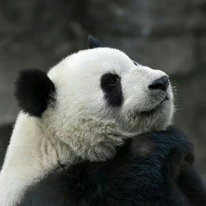 心上熊是萌兰呀 