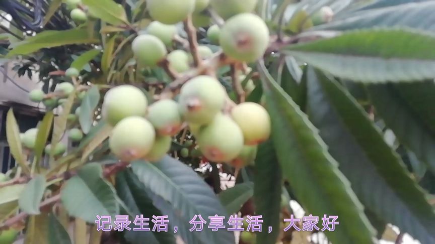 枇杷功效你知道多少,点赞小区的20岁枇杷树