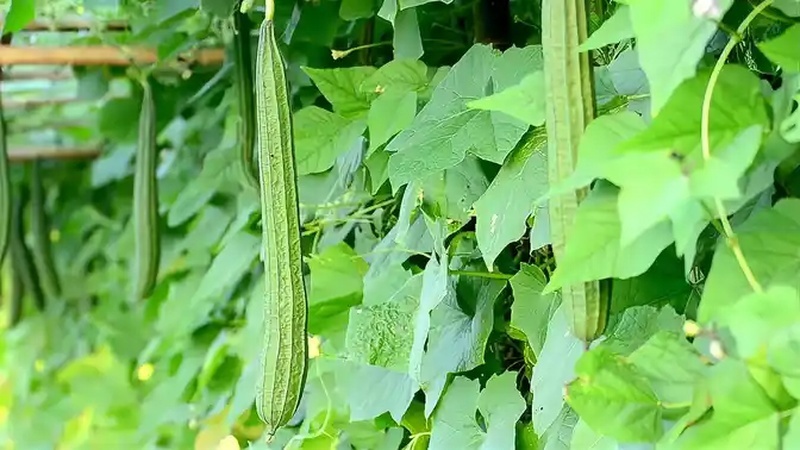 丝瓜几月份播种最好?多少天收获?