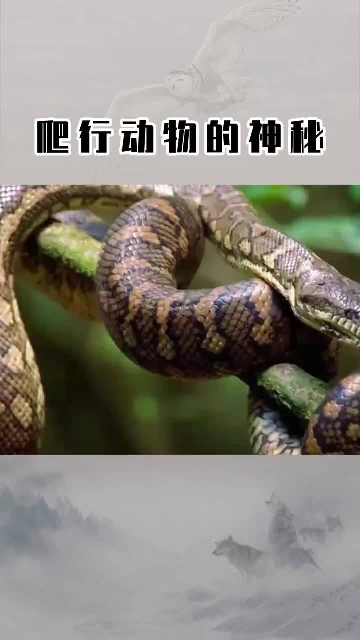 神秘的爬行动物 #动物世界 #爬行动物