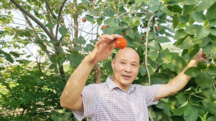 农村常见的构树,树上挂满果却无人采摘,可惜了浑身都是宝!