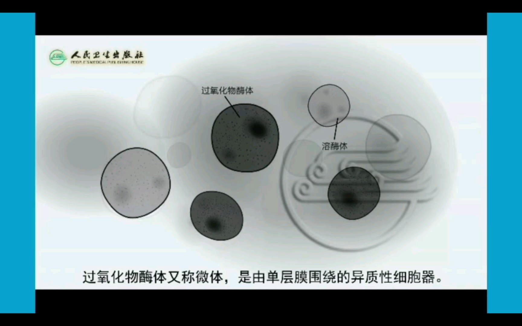 【细胞生物学】过氧化物酶体的形态结构