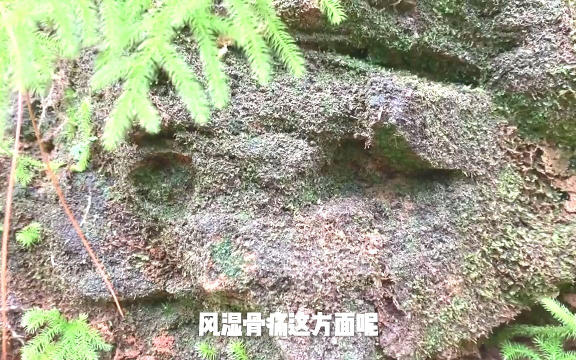 这种植物叫伸筋草，可用于风湿骨痛、筋骨僵硬、关节痛，懂得用吗