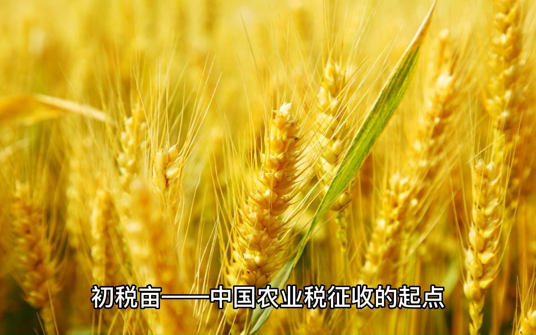 初税亩——中国农业税征收的起点