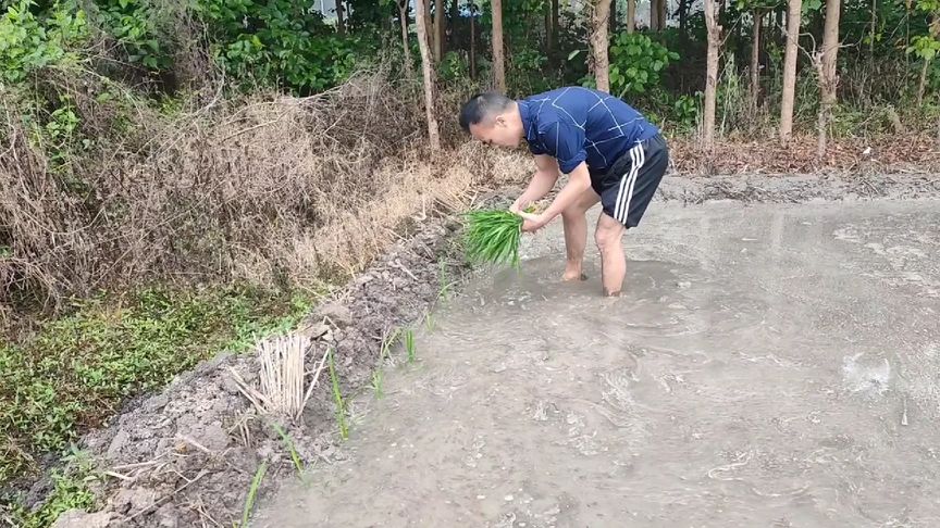 分享今天的生活,今天去种水稻,看看我们水稻是怎样种的