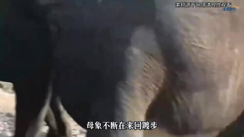 你想过大象也会成为新手爸妈吗,今天带你探索那些神奇瞬间!