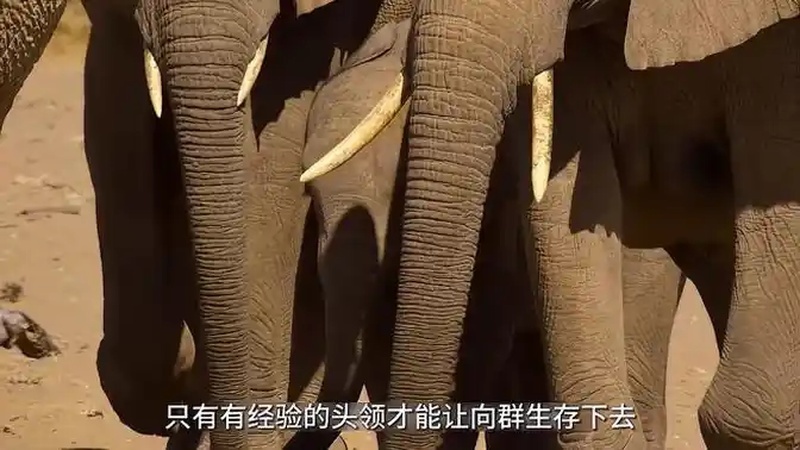原来沙漠中竟然有这么多动物,可惜都快灭绝了