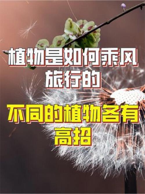 风散传播,植物繁衍的重要方式,植物是如何让种子乘风旅行的?