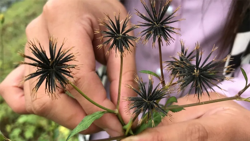 鬼针草到底有啥好价值中老年人的最爱,值得了解下