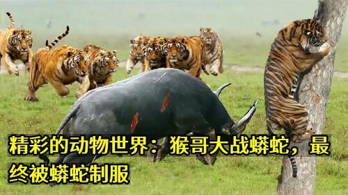 精彩的动物世界:猴哥大战蟒蛇,最终被蟒蛇制服