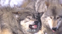 狼和狗哪个更厉害,狼和狗碰撞到一起,镜头告诉你谁厉害!