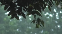 自然下雨的声音