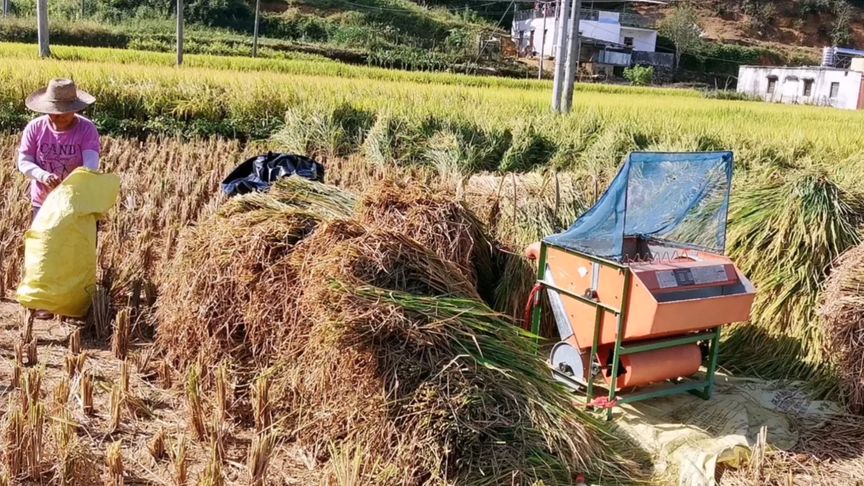 手工收割水稻,如同初恋般熟悉又陌生的情怀