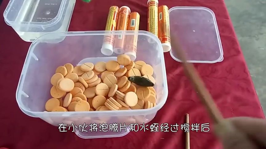 当水蛭碰上99个泡腾片,大量气泡冒出,被折腾得奄奄一息!