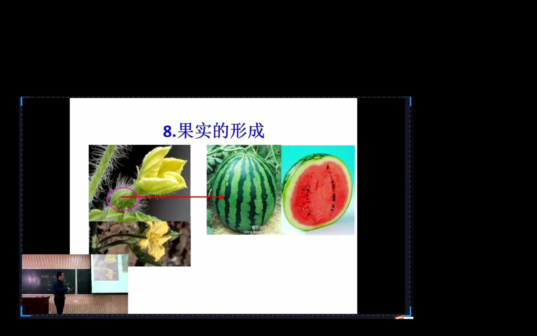 5. 种子果实形成与传播