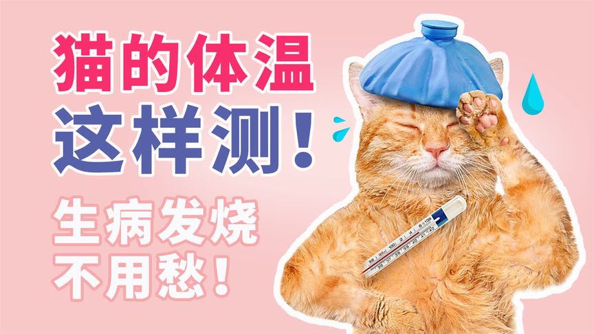 养猫这样测体温,生病发烧不用愁!体温计正确用法-