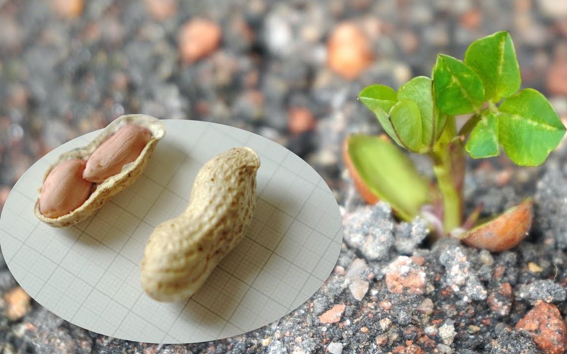花生的一生|落花生的生长过程