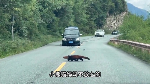偶遇小熊猫过马路,小熊猫妈妈不放心,回来接小熊猫宝宝