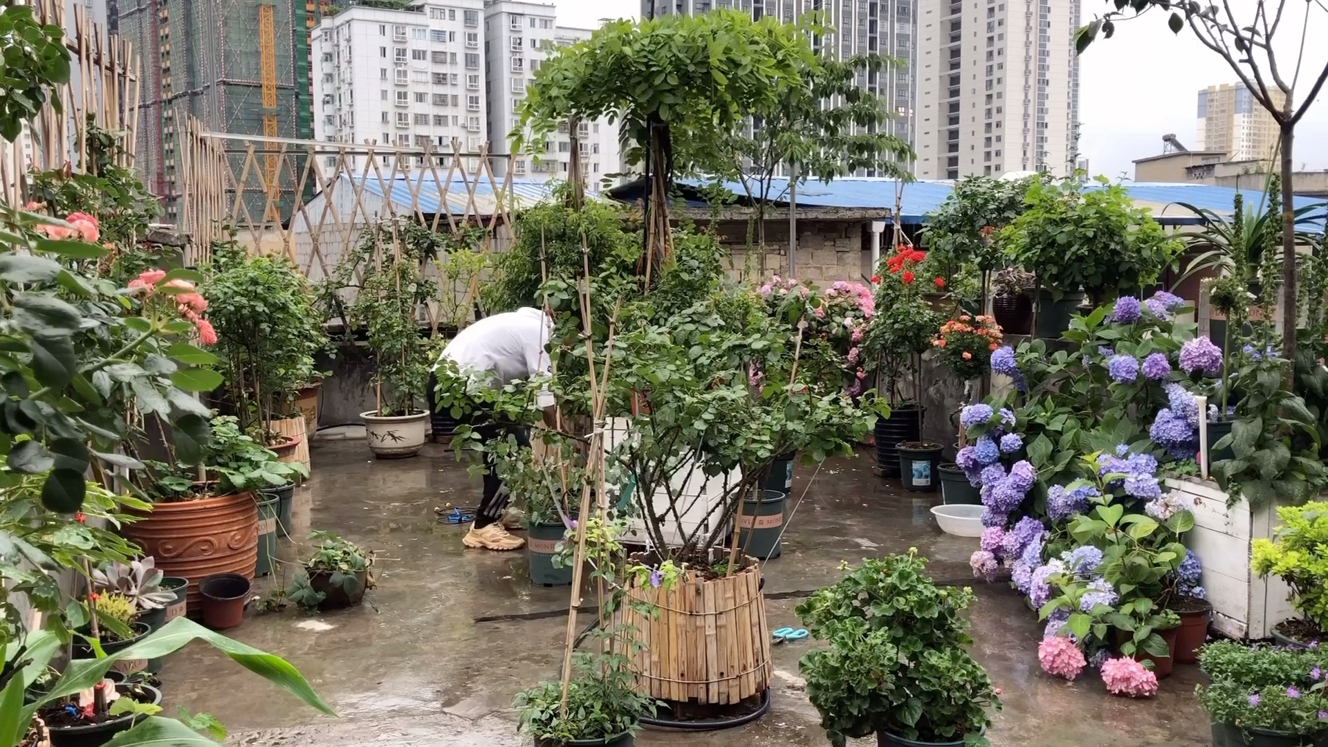 花园里最省钱的滴灌系统安装,滴水不漏省事省心,夏天再也不怕了