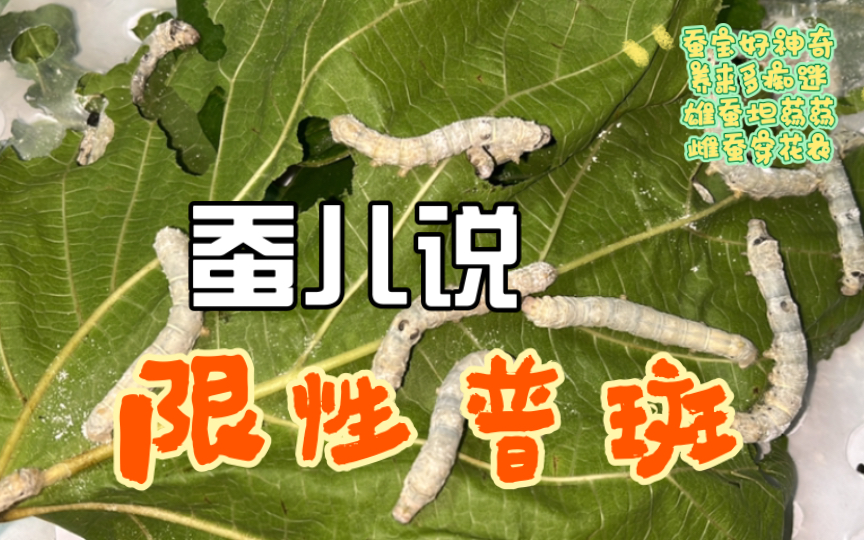 【倾心育蚕】蚕儿说第13期之限性斑纹 可以显著分辨性别的蚕宝宝