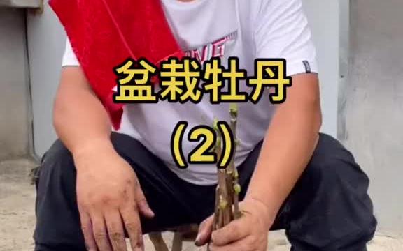 盆栽牡丹带冠移栽最详细教学,现在教给各位花友的是方式方法,真正...