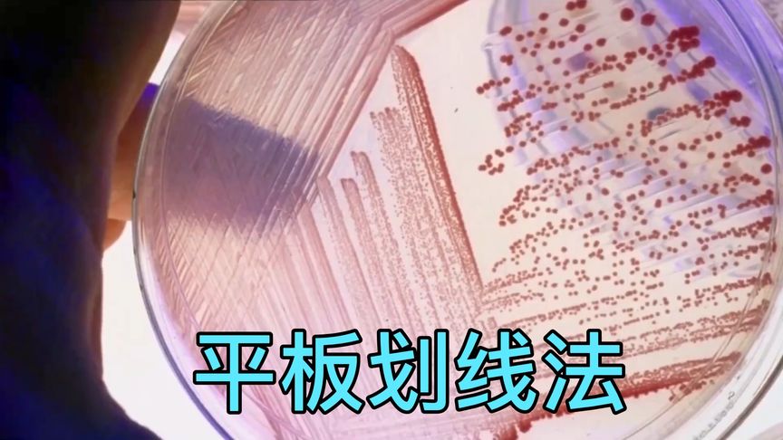 41.微生物实验室培养—平板划线法