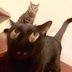 好多略Ll 