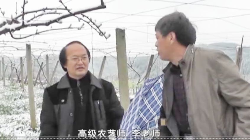各地大雪造成的果树冻害看看贵州施秉县的老师怎么做的