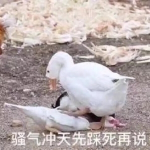 在下罗罗 