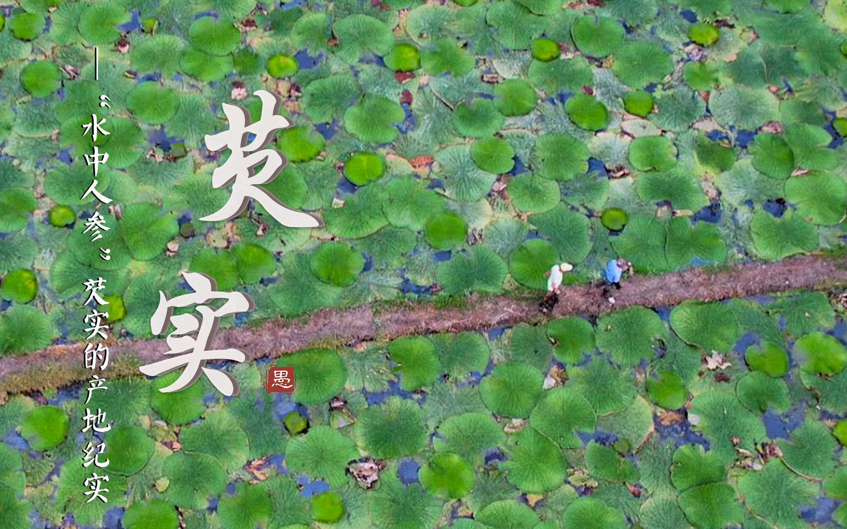 愚草 | 苏芡产地探访,被誉为“水中人参”的鸡头米,“水八仙”之一,...