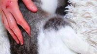 被猫咬出血了怎么办