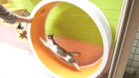 你还在担心猫咪不运动吗? 或许你需要一个滚轮跑步机
