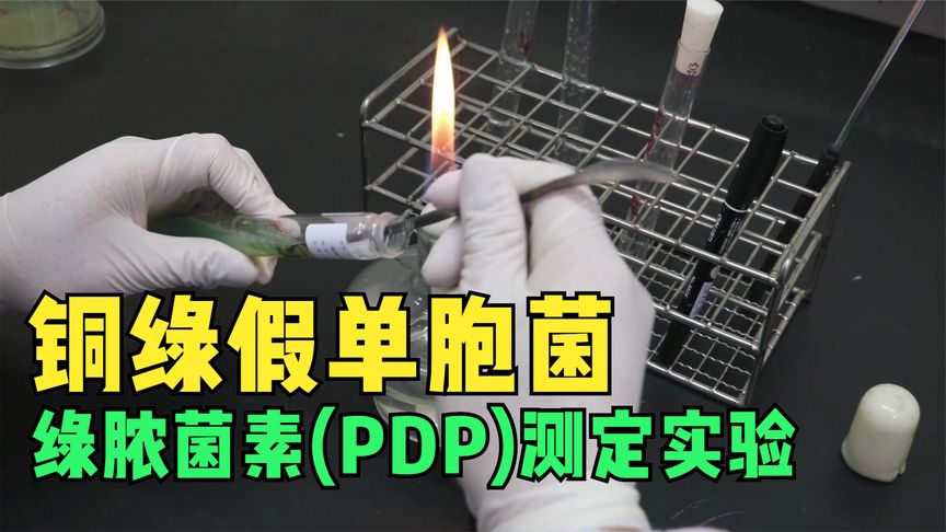 绿脓菌素(PDP)测定实验——铜绿假单胞菌的生化鉴定