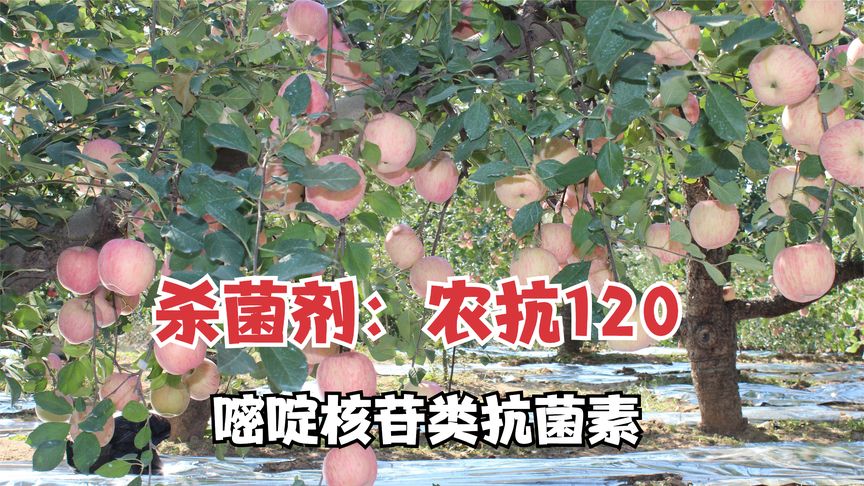农药:一种果树上常用既老又陌生的优秀杀菌剂—嘧啶核苷类抗菌素