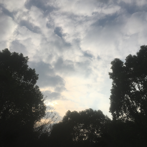 陈小鸽 