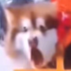 加我看主播捣管 