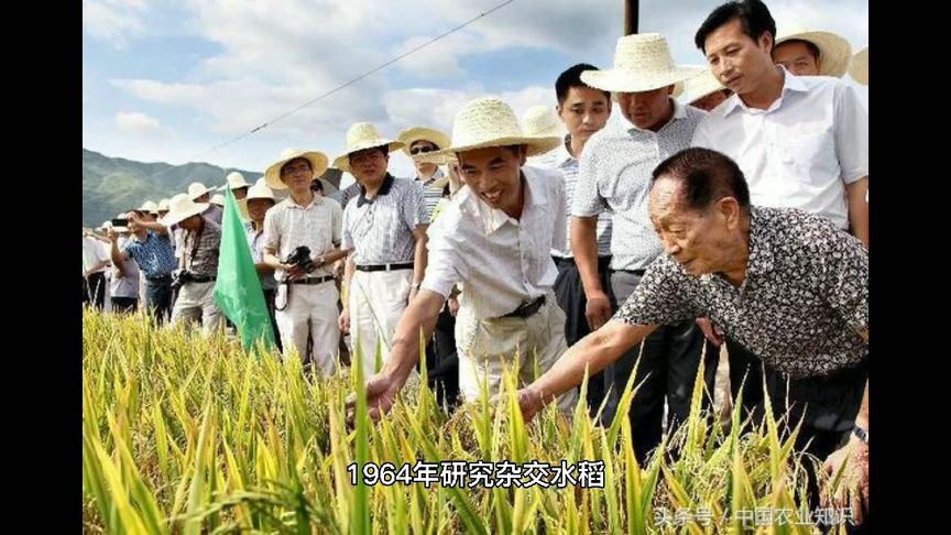 中国杂交水稻发展史