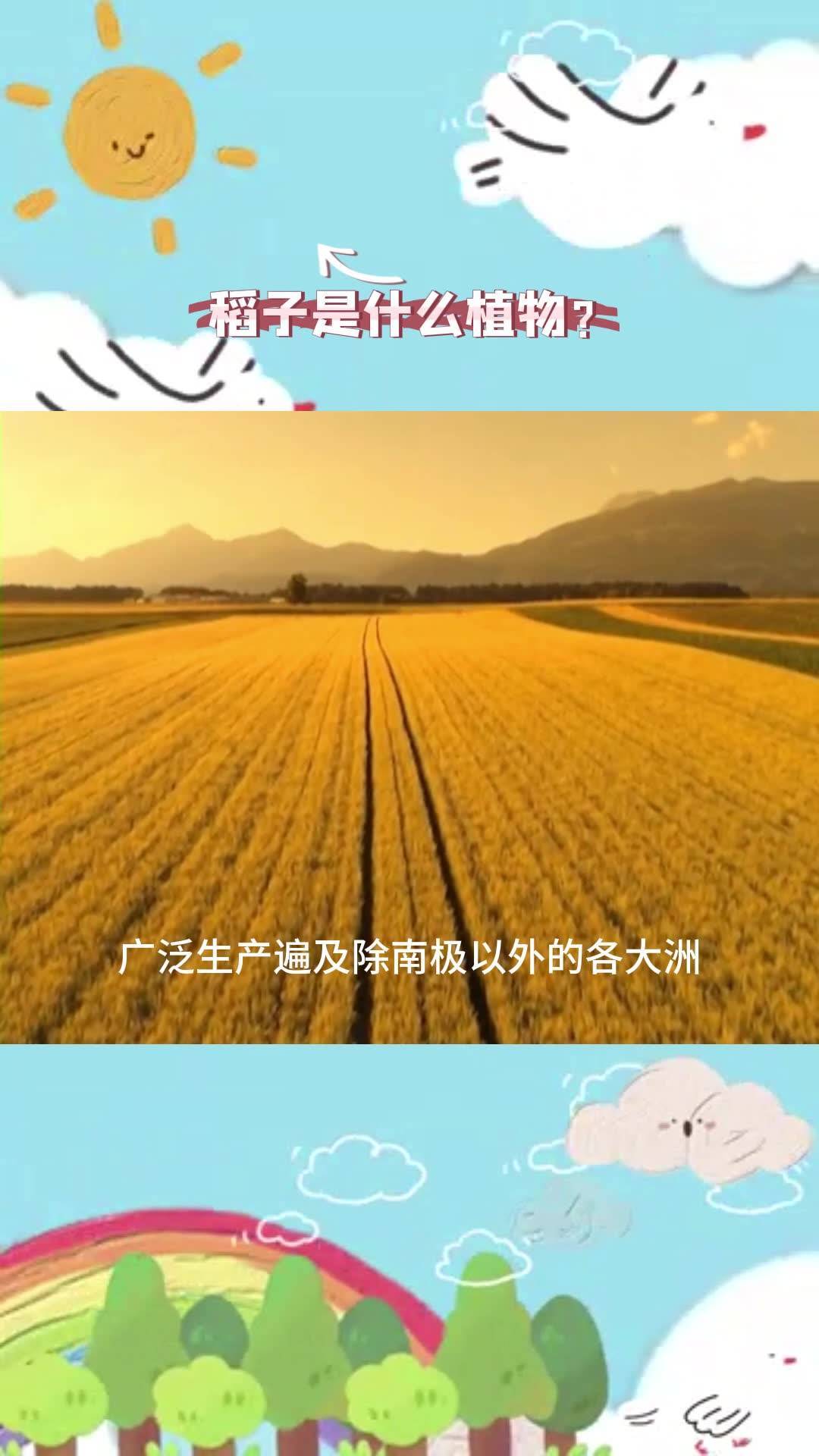 科普小课堂:稻子是什么植物?
