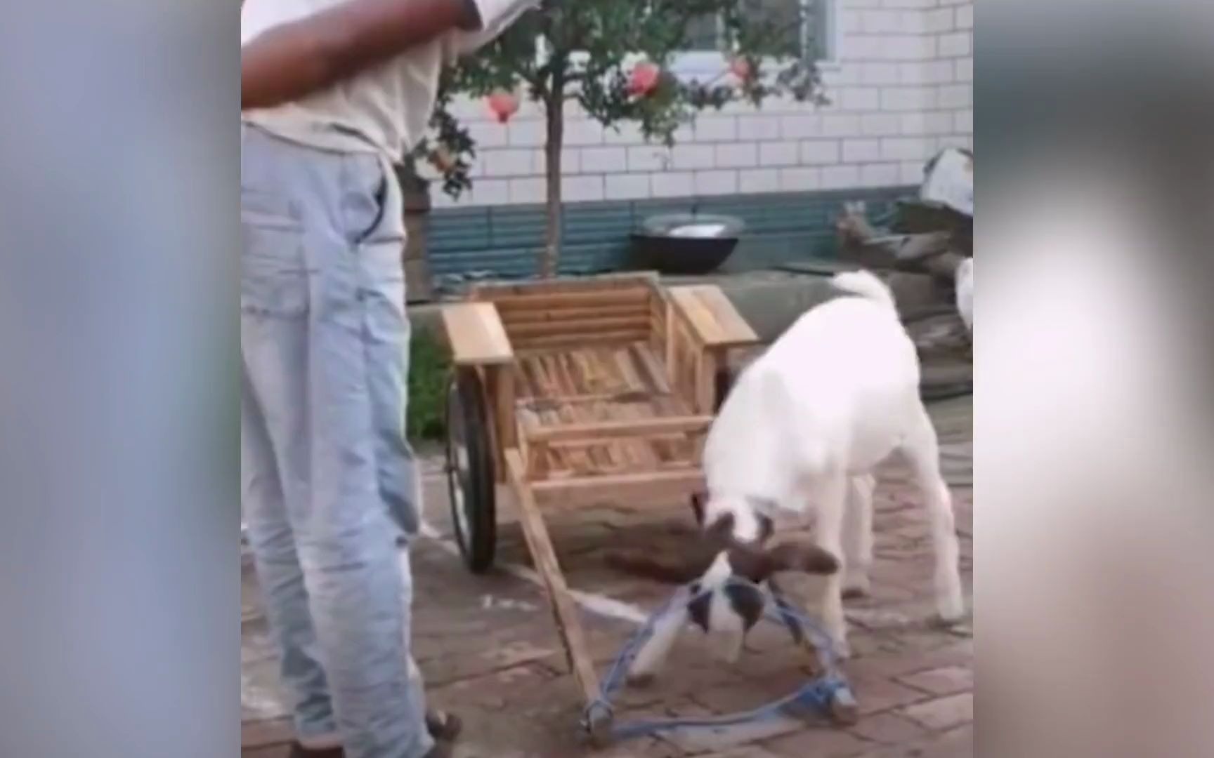 盘点那些模仿人类的动物们,学习能力太强了