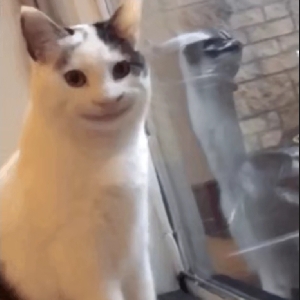 -脸-脸- 