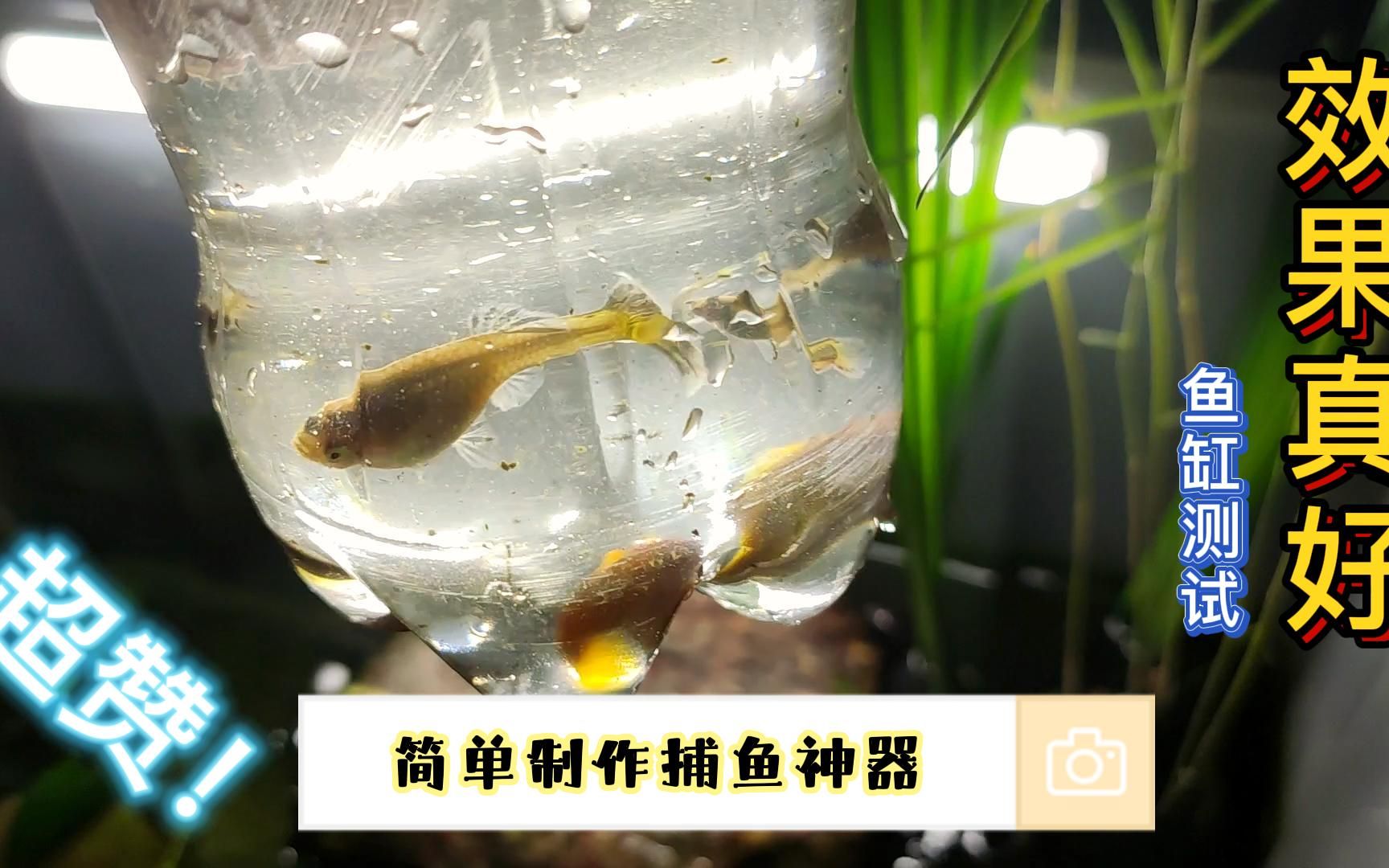 自制捕鱼神器:一个塑料瓶自制出简易捕鱼工具,5分钟收获满满