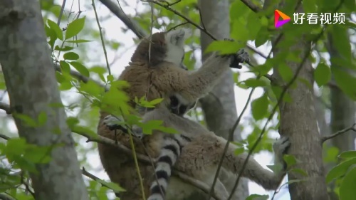 像所有灵长类一样,环尾狐猴的社会形态,刚刚开始被人类了解