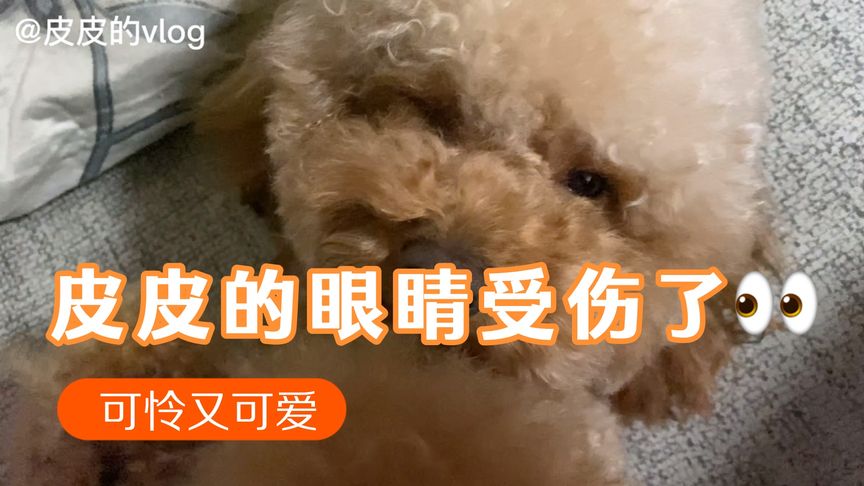 皮皮的vlog。皮皮的眼睛不小心受伤了,成了独眼狗狗,可怜又可爱